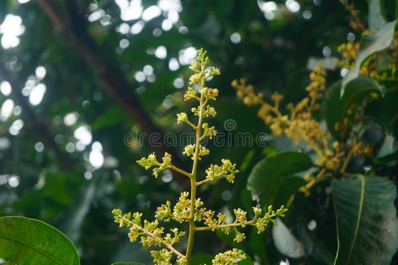 Flor del mango foto de archivo. Imagen de estambres, mango - 90093026