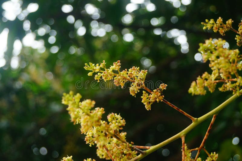 Flor del mango foto de archivo. Imagen de verde, flores - 90092988