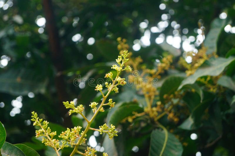 Flor del mango foto de archivo. Imagen de verde, flores - 90092988