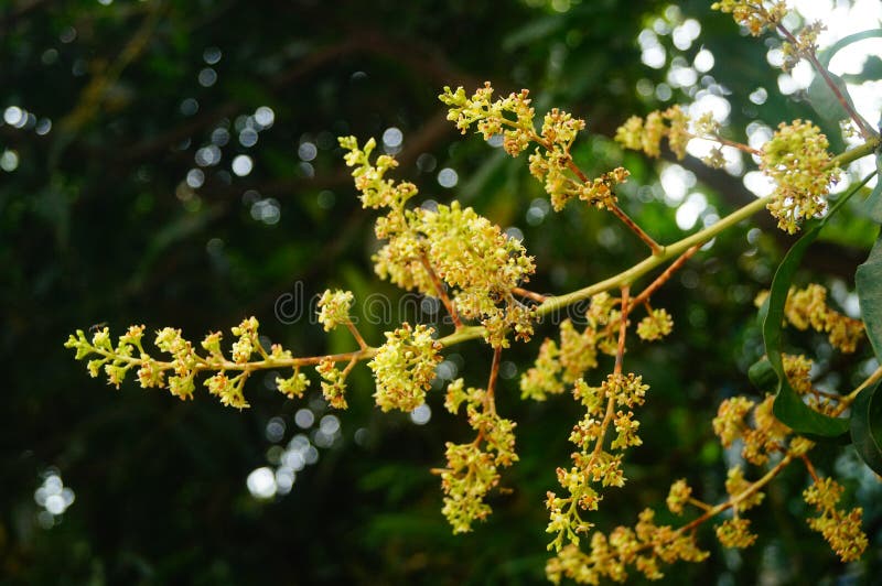 Flor del mango imagen de archivo. Imagen de flores, plantas - 90093067