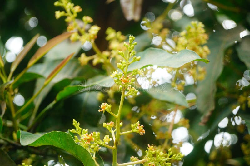 Flor del mango imagen de archivo. Imagen de estambres - 90093227