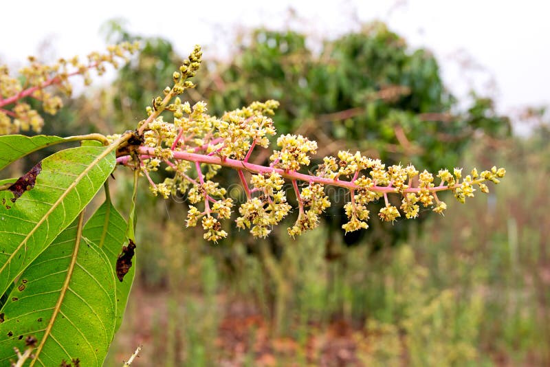 Flor del mango en árbol foto de archivo. Imagen de fresco - 53325942