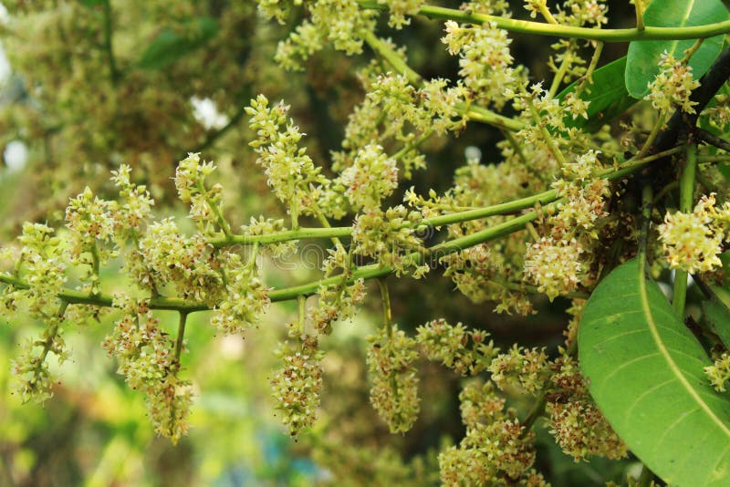 Flor del mango imagen de archivo. Imagen de fondo, flora - 90093105