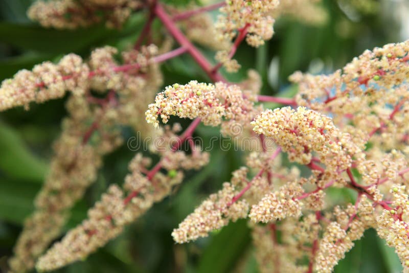 Flor Del Mango, Rama De a De La Flor Del Mango De La Inflorescencia ...