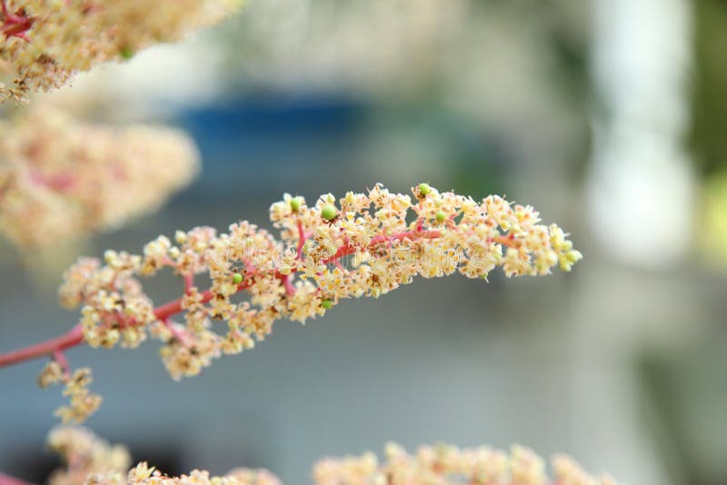 Flor Del Mango, Rama De a De La Flor Del Mango De La Inflorescencia ...