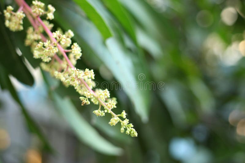 Flor Del Mango, Rama De a De La Flor Del Mango De La Inflorescencia ...