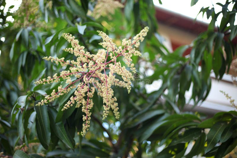 Flor Del Mango, Rama De a De La Flor Del Mango De La Inflorescencia ...