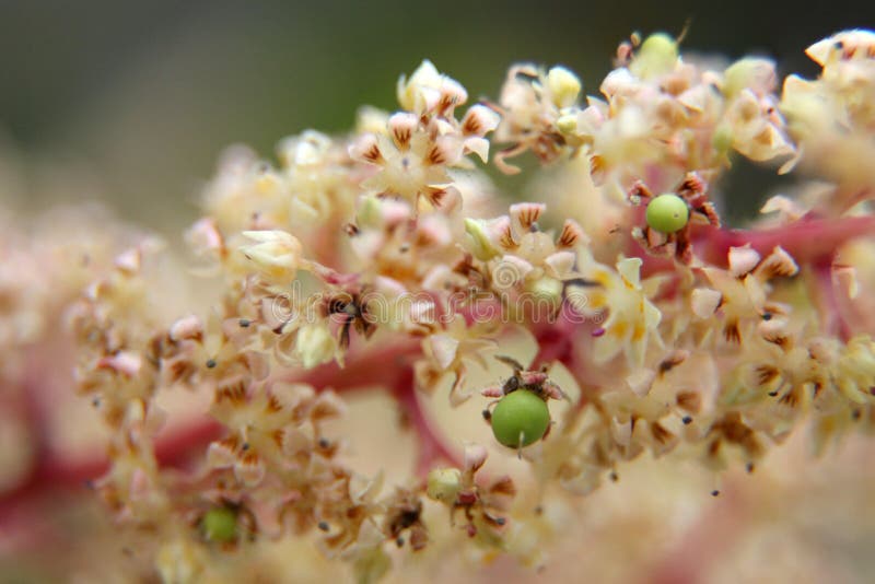 Flor Del Mango, Rama De a De La Flor Del Mango De La Inflorescencia ...