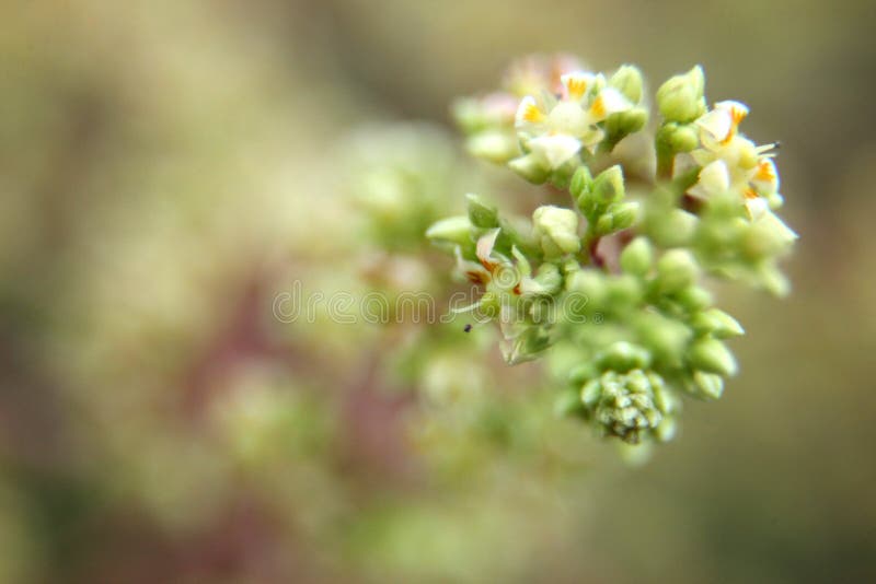 Flor Del Mango, Rama De a De La Flor Del Mango De La Inflorescencia ...