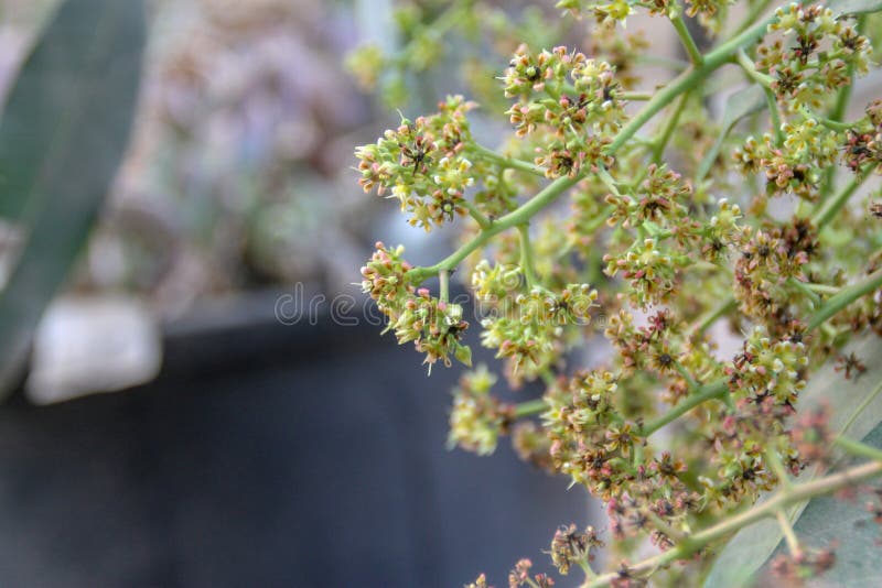 Flor Del Mango, Rama De a De La Flor Del Mango De La Inflorescencia ...