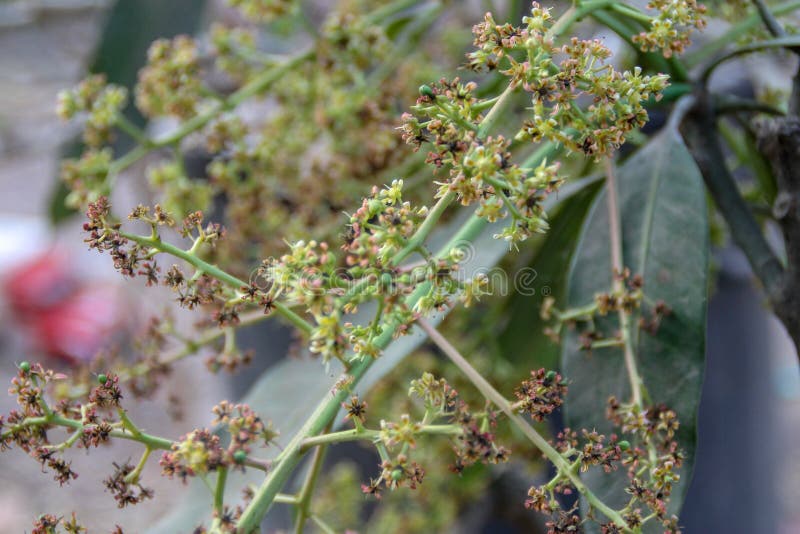 Flor Del Mango, Rama De a De La Flor Del Mango De La Inflorescencia ...