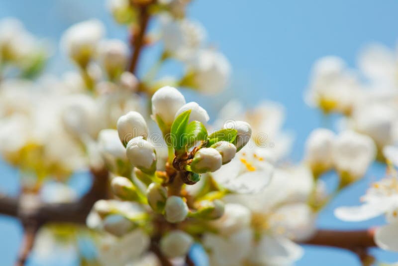 Flor Del Manzano Sobre El Cielo Azul Imagen de archivo - Imagen de ...
