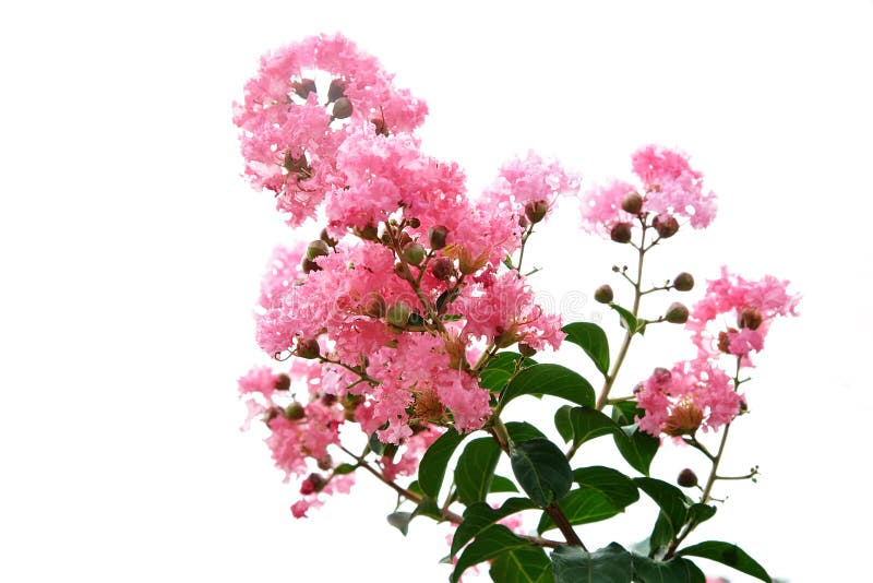 árbol De Crepe Mirto Blanco