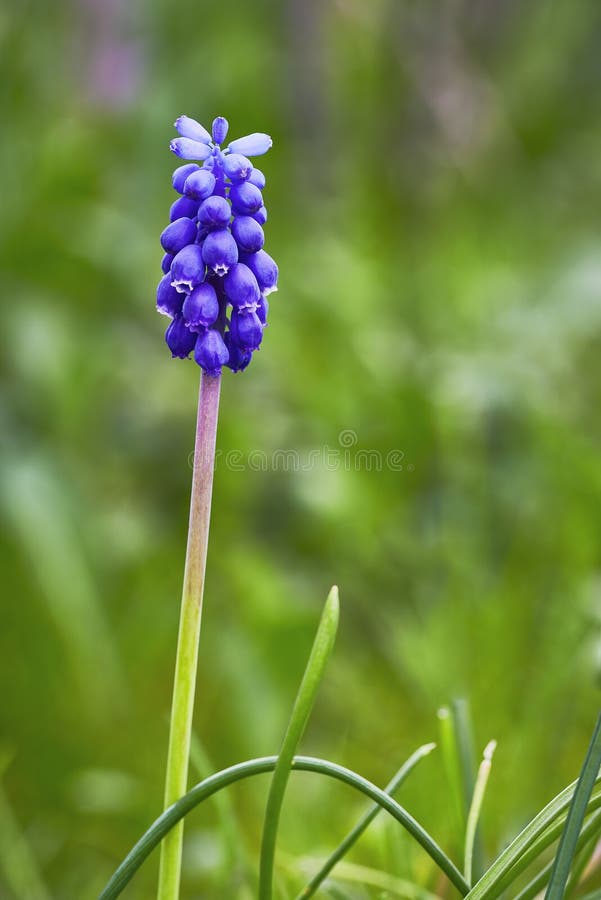 Flor de muscari imagen de archivo. Imagen de pétalo, azul - 39397379