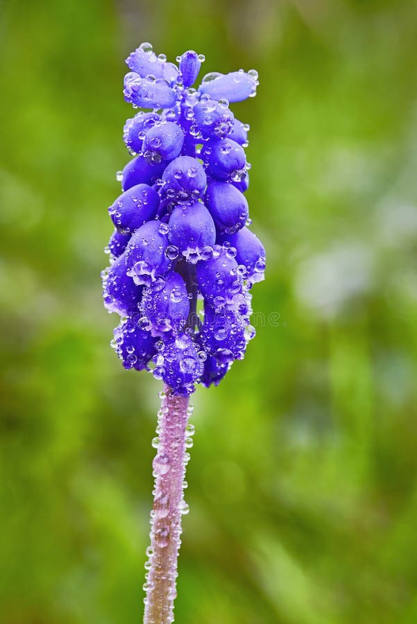 Flor de muscari imagen de archivo. Imagen de pétalo, azul - 39397379