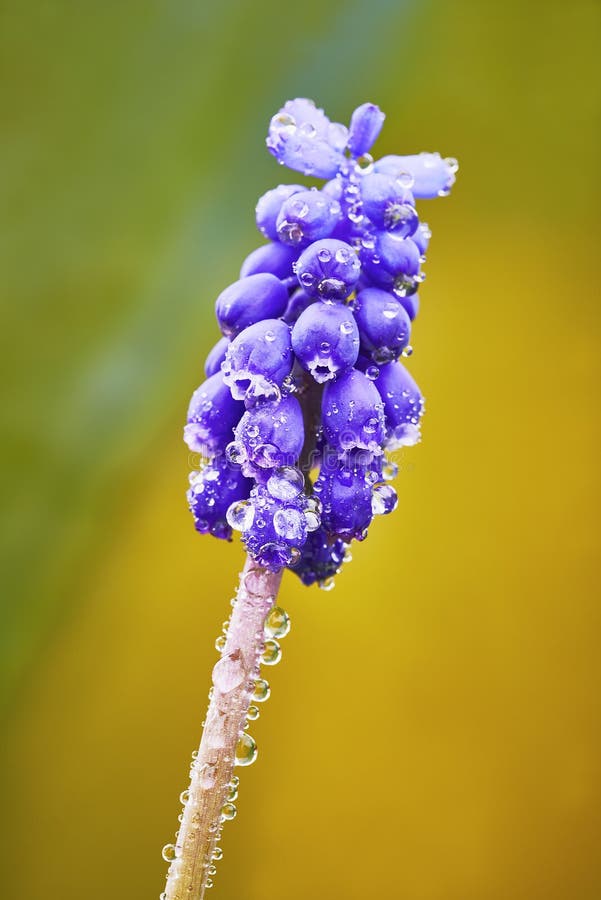 Flor de muscari imagen de archivo. Imagen de pétalo, azul - 39397379