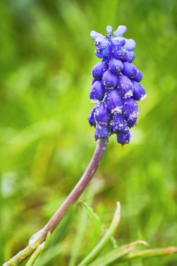 Flor de muscari imagen de archivo. Imagen de pétalo, azul - 39397379