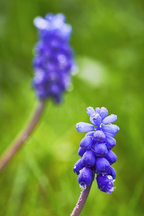 Flor de muscari imagen de archivo. Imagen de pétalo, azul - 39397379