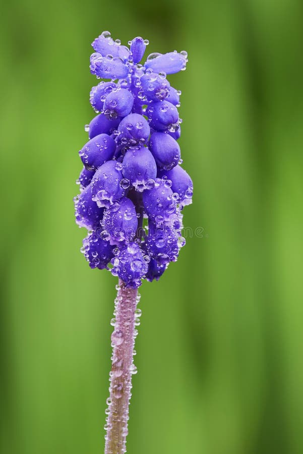 Flor de muscari imagen de archivo. Imagen de pétalo, azul - 39397379
