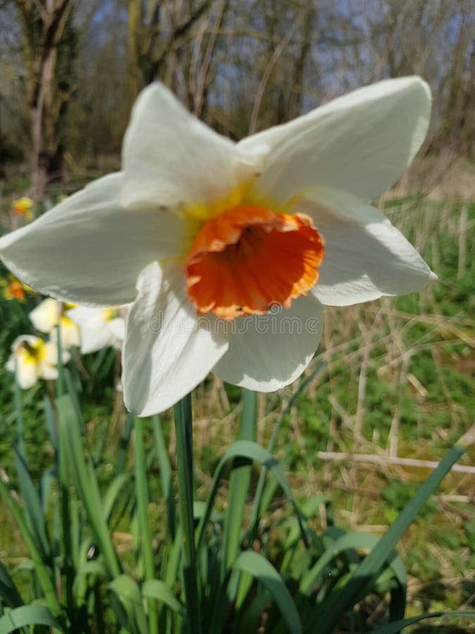 Flor Del Narciso Del Narciso Imagen de archivo - Imagen de resorte ...