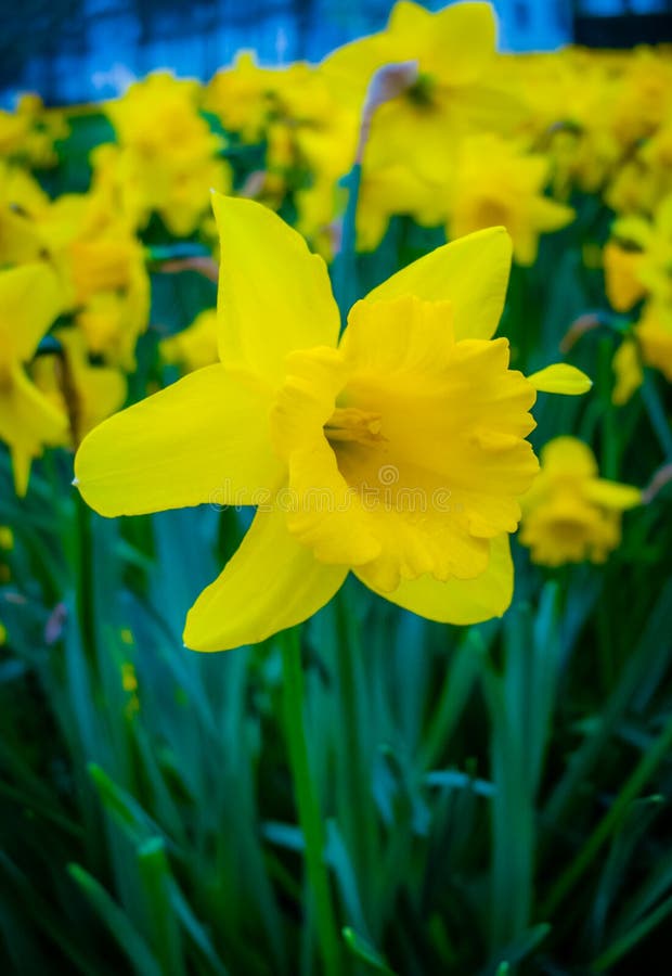 Flor del narciso (narciso) imagen de archivo. Imagen de planta - 40380923