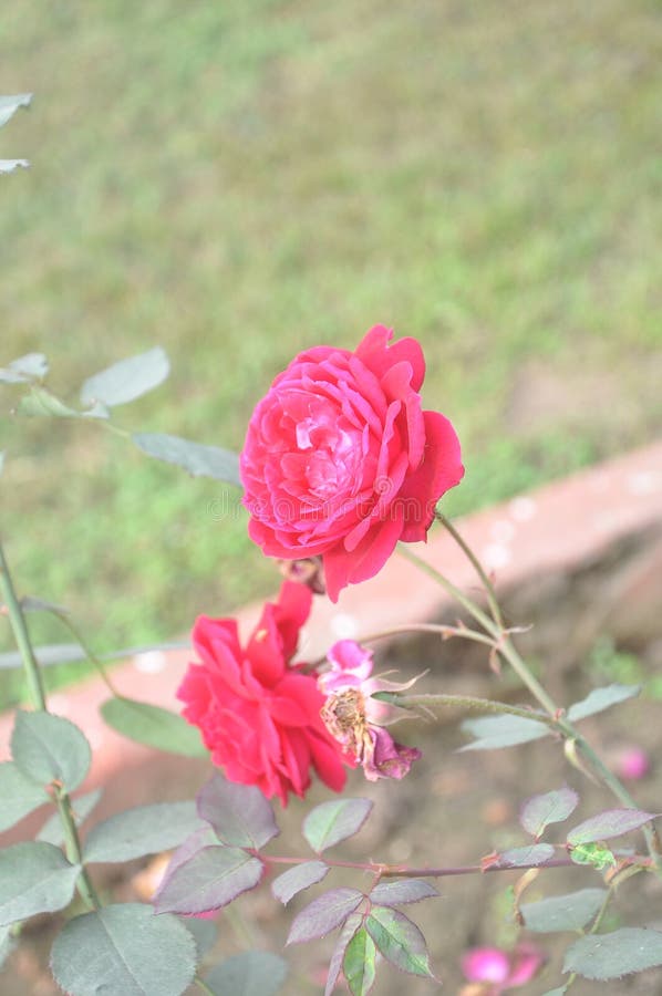 Flor Del Nombre Del Amor Llamado Rosa. Foto de archivo - Imagen de rosa ...