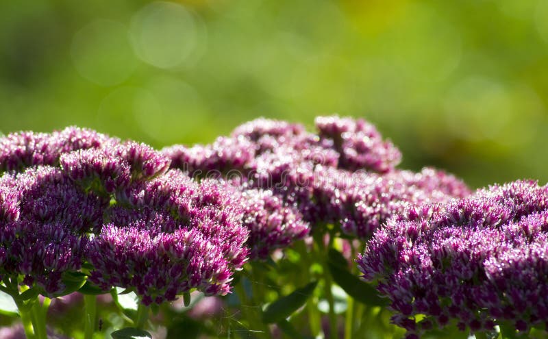 Flor del Orpine foto de archivo. Imagen de decorativo - 34658434