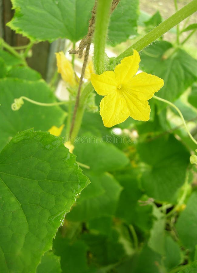 Flor del pepino imagen de archivo. Imagen de zarcillo - 10993871