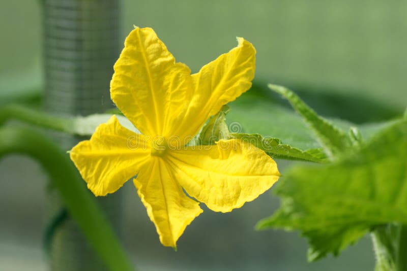 Flor del pepino foto de archivo. Imagen de agricultura - 14525738