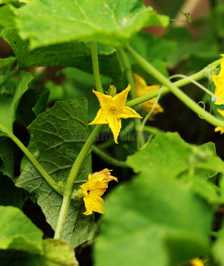 Flor del pepino foto de archivo. Imagen de ambiente, floral - 33194684