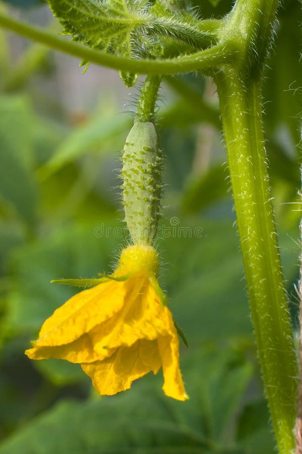 Brote De La Flor Del Pepino Imagen de archivo - Imagen de verde, granja ...