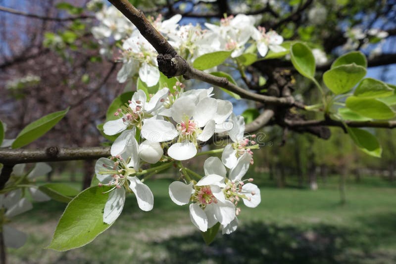 Flor Del árbol De Pera (Pyrus) Imagen de archivo - Imagen de pera ...
