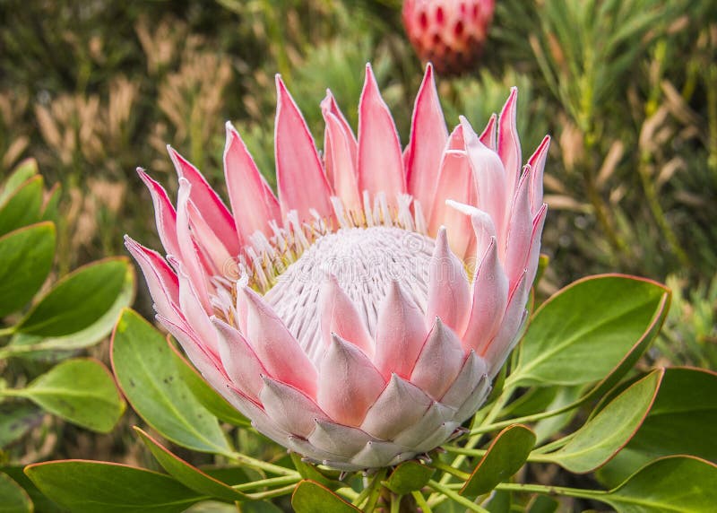 Protea foto de archivo. Imagen de pétalo, aislado, cristal - 53534