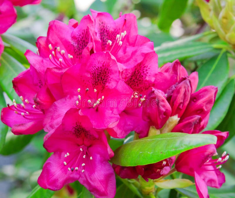 Flor de rododendro imagen de archivo. Imagen de conceptos - 31605233