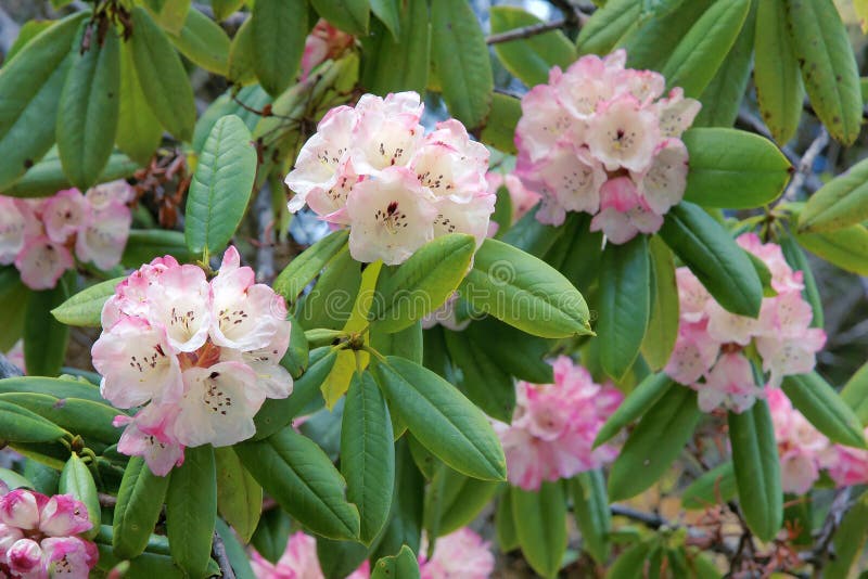 Flor del rododendro foto de archivo. Imagen de azalea - 32968644