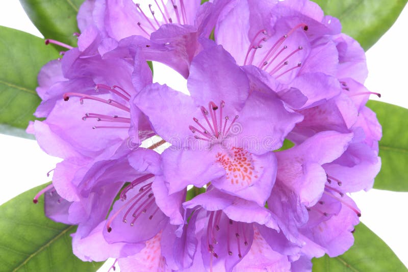 Flor del rododendro imagen de archivo. Imagen de rosa - 78150845