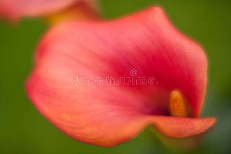 Detalle Rojo De Lily Flower De La Cala Imagen de archivo - Imagen de ...
