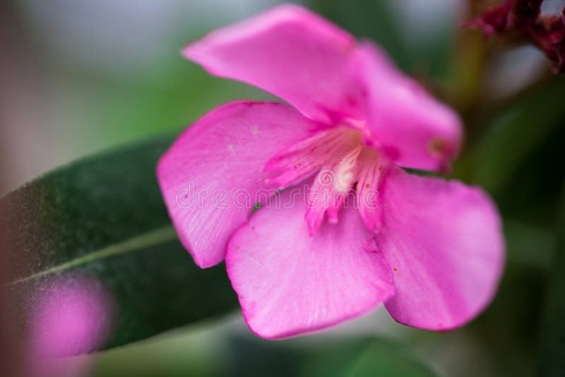Flor Del Rosa Del Adelfa Del Nerium Imagen de archivo - Imagen de cubo ...