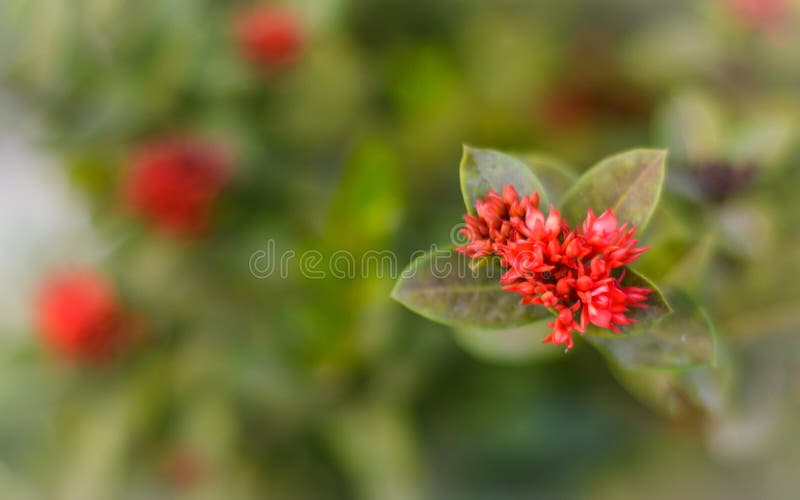 Flor del Rubiaceae foto de archivo. Imagen de rojo, cubo - 46455020