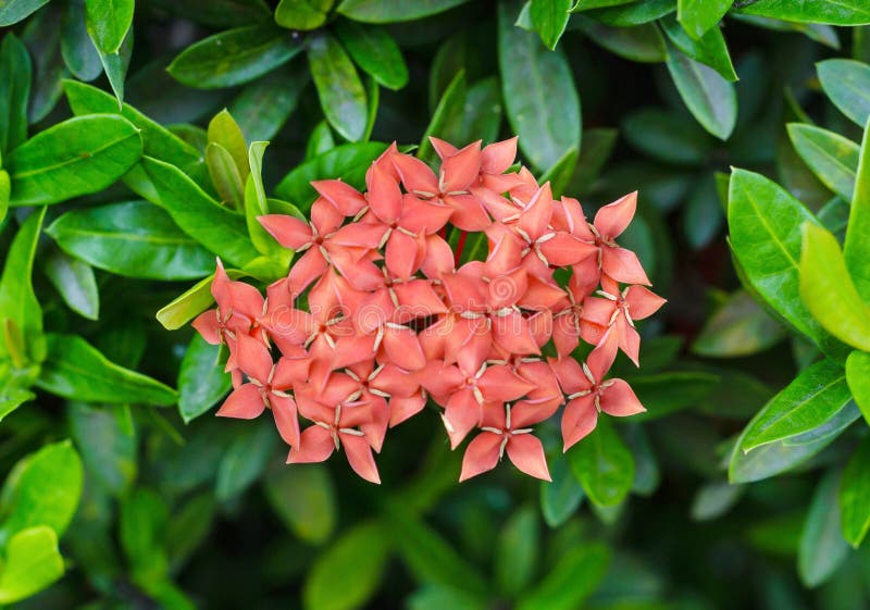 Flor del Rubiaceae foto de archivo. Imagen de rojo, cubo - 46455020