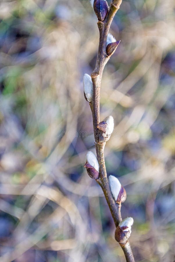 Flor del sauce imagen de archivo. Imagen de cielo, flora - 24026817