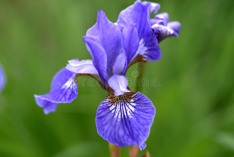 Flor Del Sibirica Del Iris, Rey Azul Foto de archivo - Imagen de ...