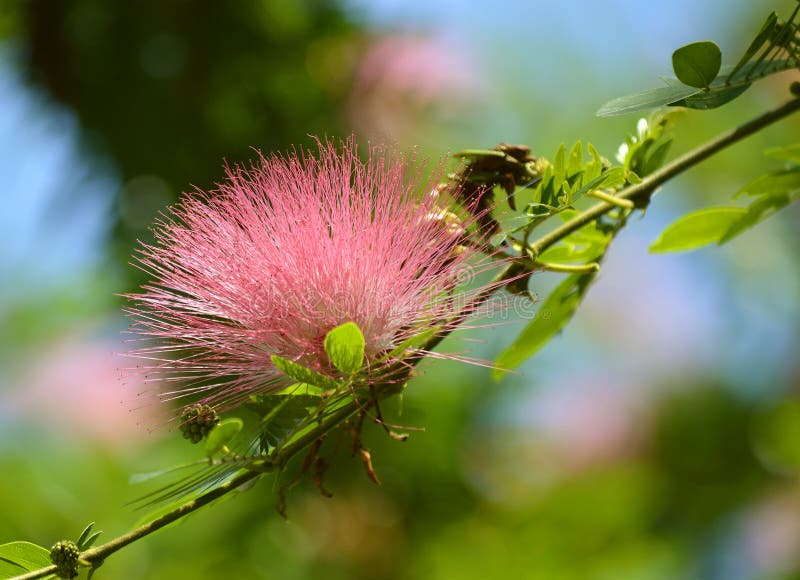 Flor Del Surinamensis De Calliandra Foto de archivo - Imagen de perenne ...