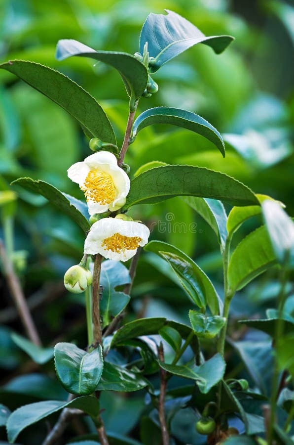 Flor del té verde imagen de archivo. Imagen de cultive - 37892833