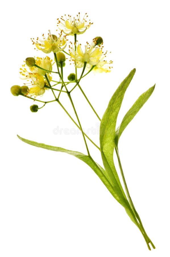 Flor del tilo imagen de archivo. Imagen de flor, flora - 10929961