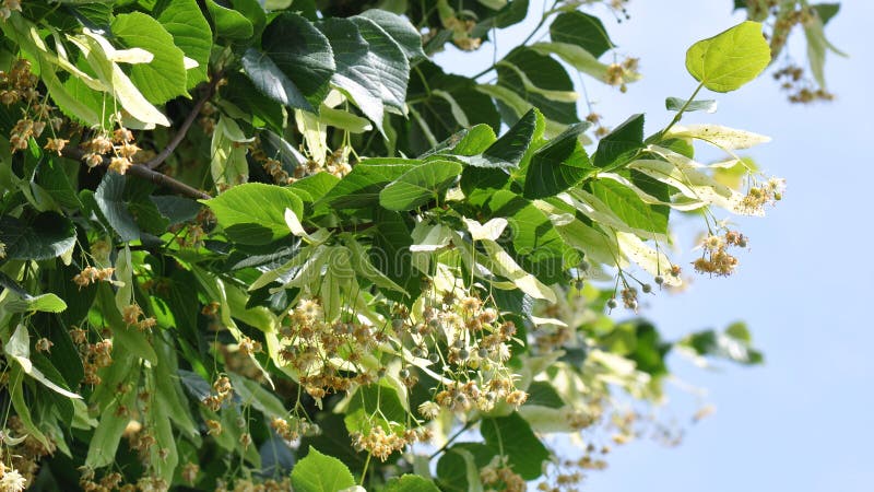 Flor del tilo foto de archivo. Imagen de verano, junio - 13037044