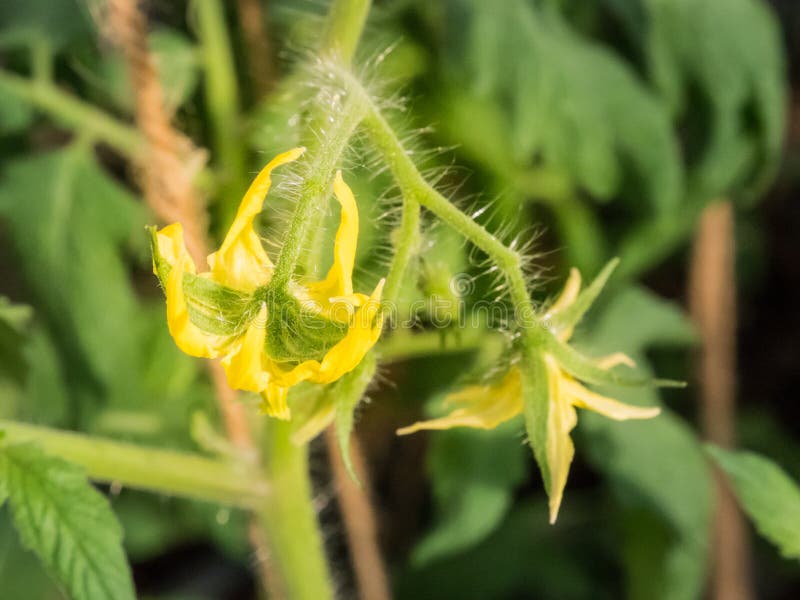 Tomate de la flor imagen de archivo. Imagen de verano - 63959601
