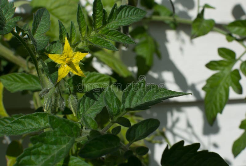 Flor del tomate foto de archivo. Imagen de flor, nadie - 33678732