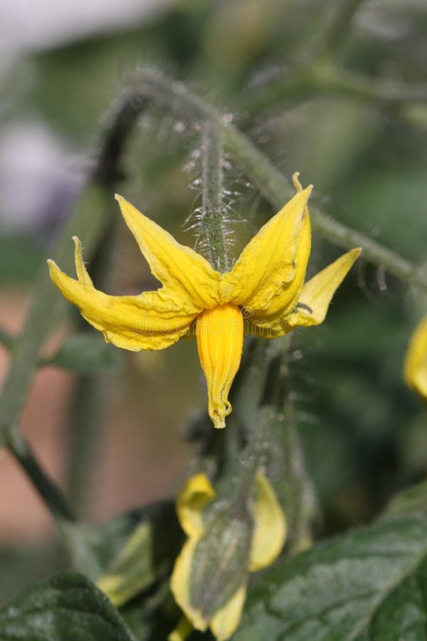 Flor del tomate imagen de archivo. Imagen de flora, agricultura - 5616525