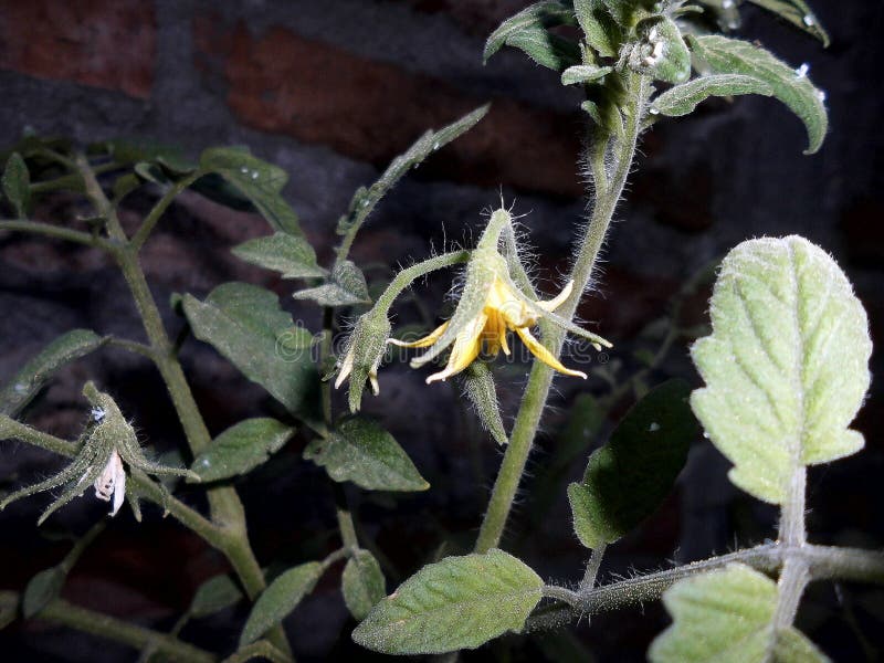 Flor del tomate imagen de archivo. Imagen de hierba, tierra - 88346665